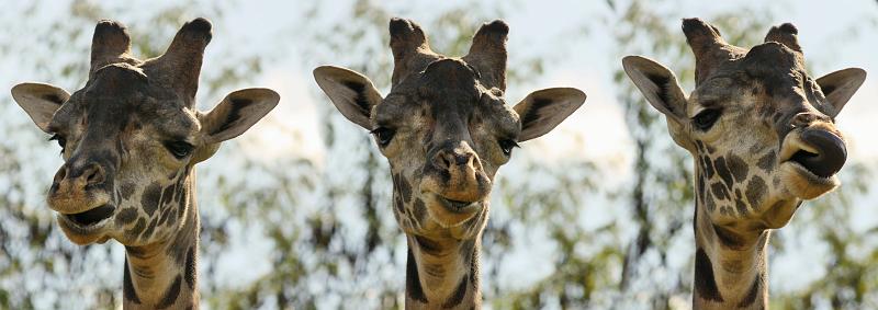 Photography/Animals/IMG_1675 joined